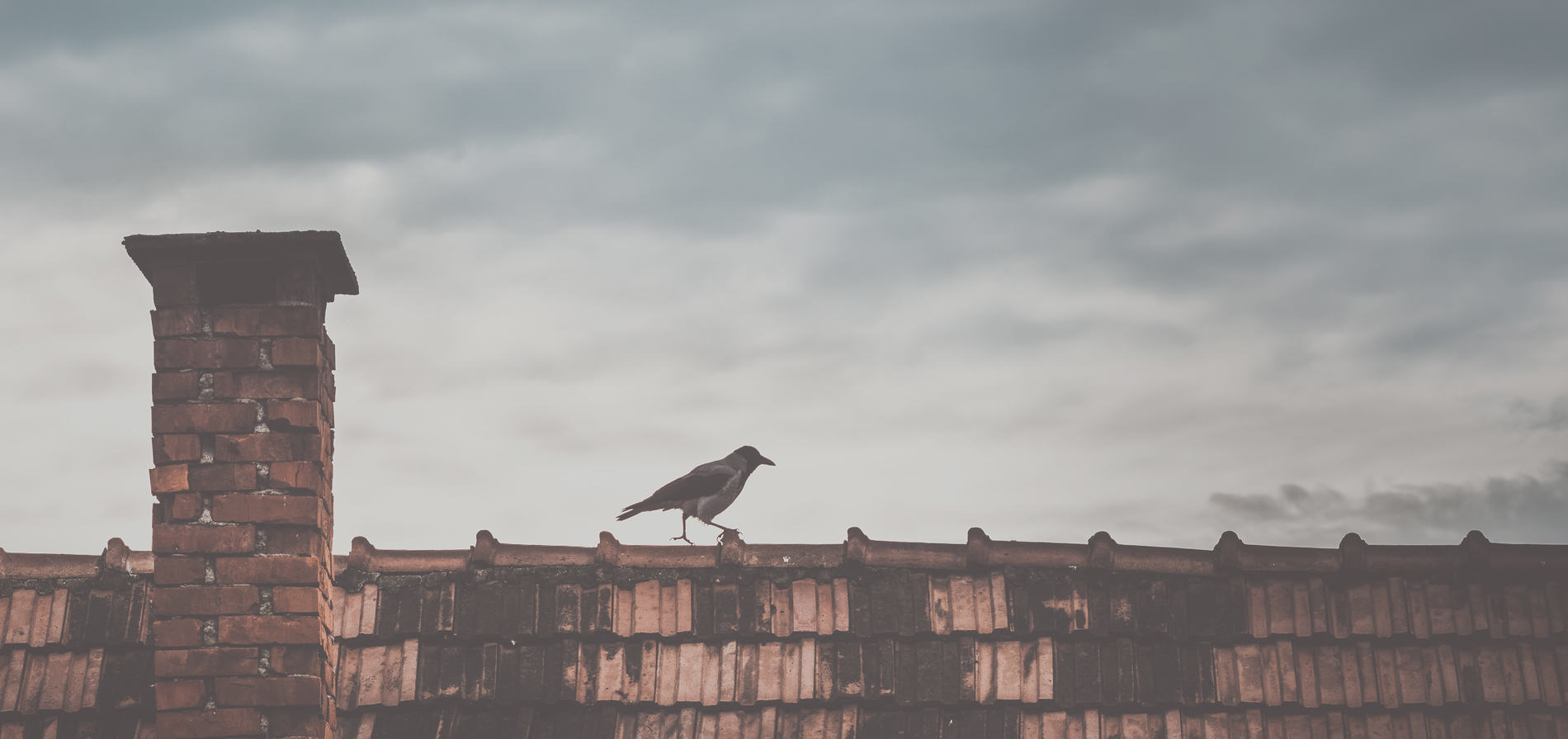 - Bird Deterrent Specialists