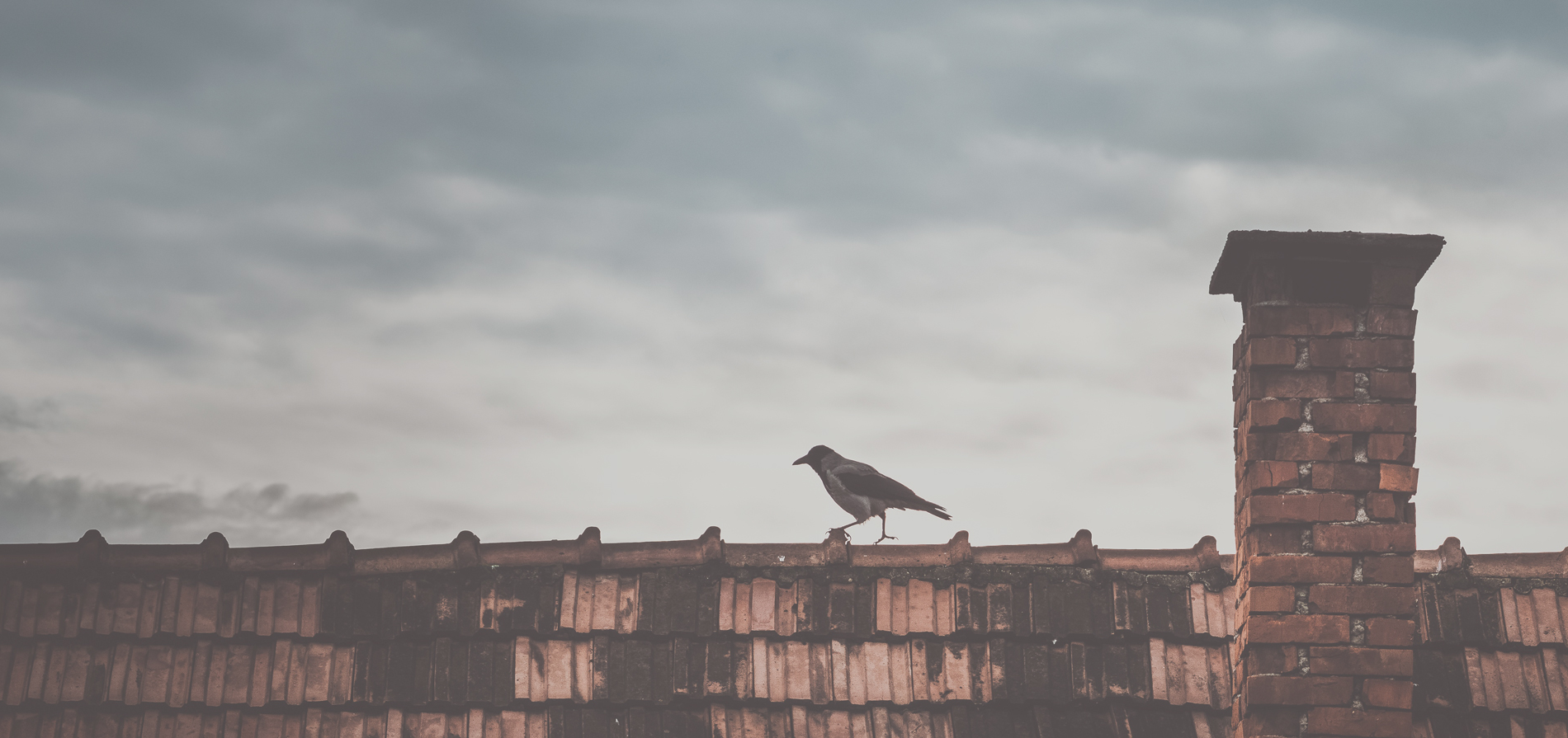 - Bird Deterrent Specialists