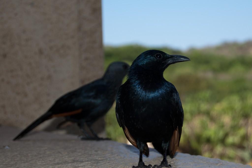 Red Winged Starling - Bird Deterrent Specialists